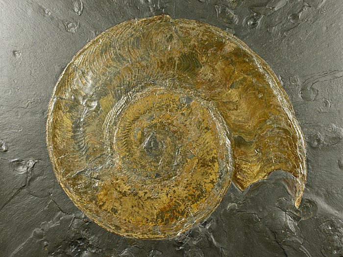 Ammoniten aus Madagaskar