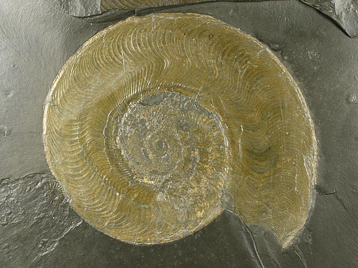 Ammoniten aus Madagaskar