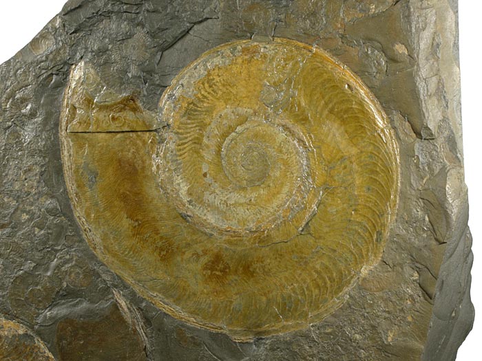 Ammoniten aus Madagaskar