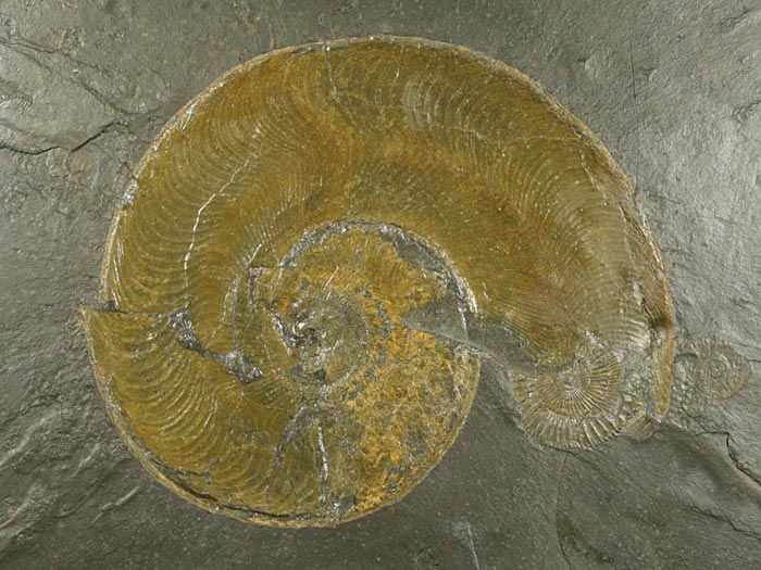 Ammoniten aus Madagaskar