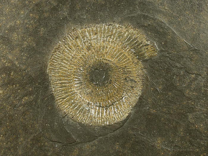 Ammoniten aus Madagaskar