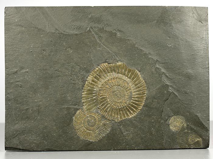 Ammoniten aus Madagaskar