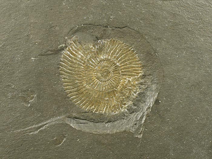 Ammoniten aus Madagaskar