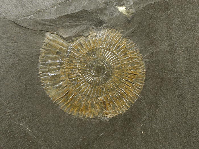 Ammoniten aus Madagaskar