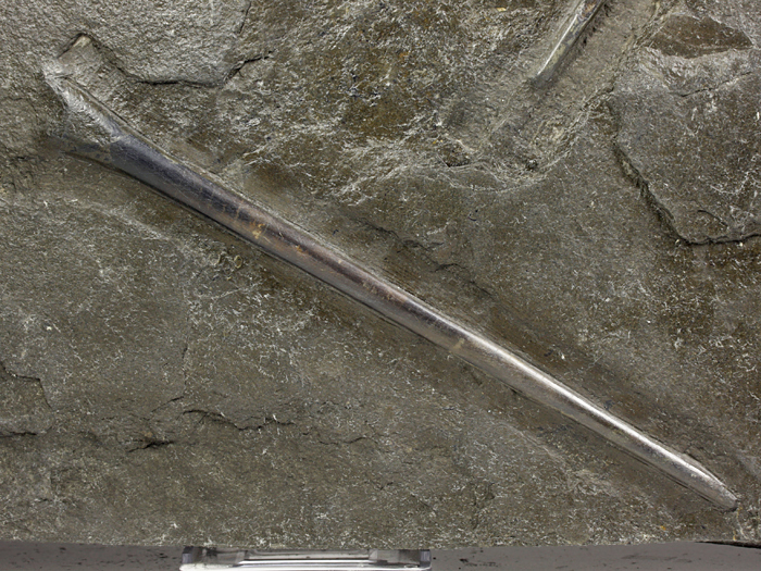 Ammoniten aus Madagaskar