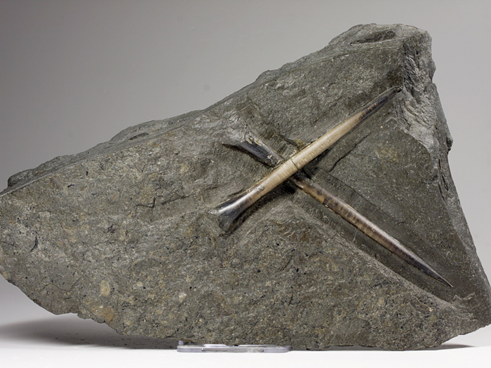 Ammoniten aus Madagaskar