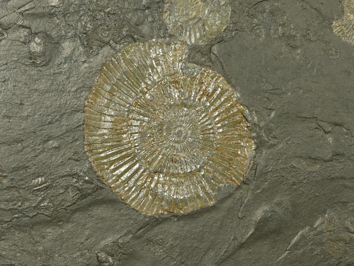 Ammoniten aus Madagaskar