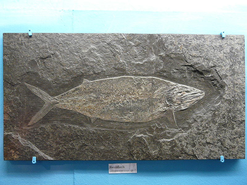 Raubfisch aus Holzmaden