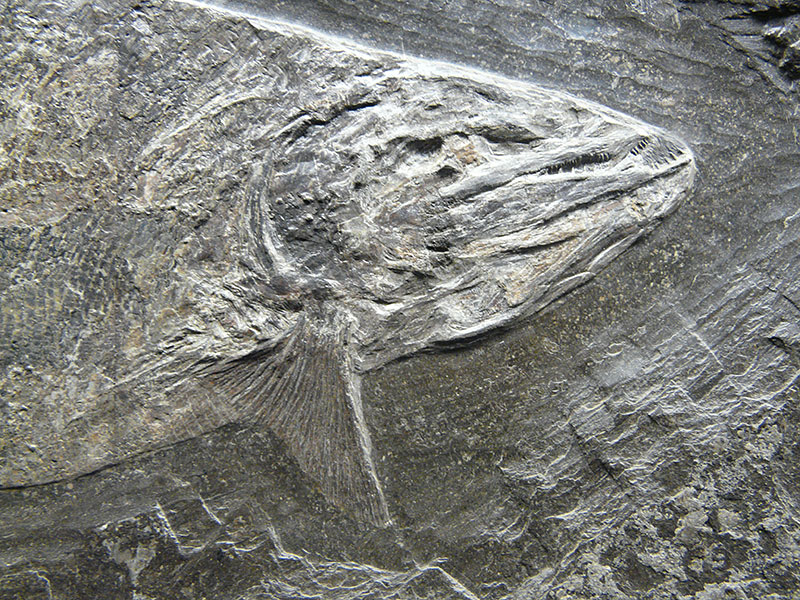 Raubfisch aus Holzmaden