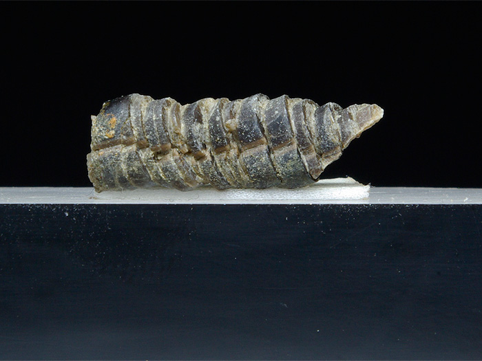 Impaktite (Suevit, Strahlenkalk, geschockte Belemniten) zum Kaufen