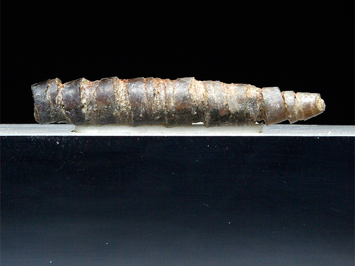 Impaktite (Suevit, Strahlenkalk, geschockte Belemniten) zum Kaufen