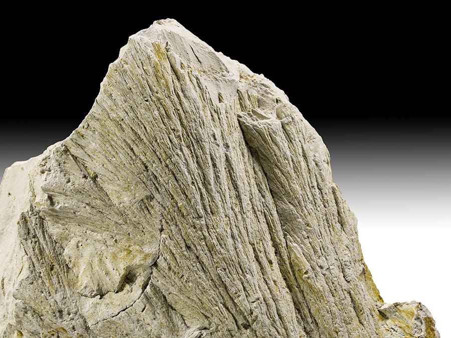 Strahlenkalke - Shatter Cones - zum Kaufen