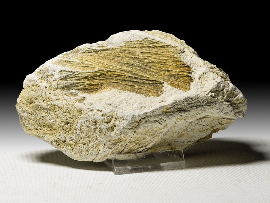 Strahlenkalke - Shatter Cones - zum Kaufen