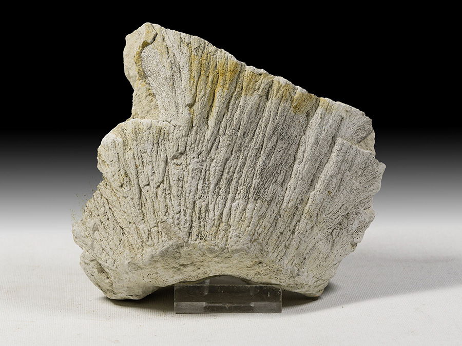 Strahlenkalke - Shatter Cones - zum Kaufen