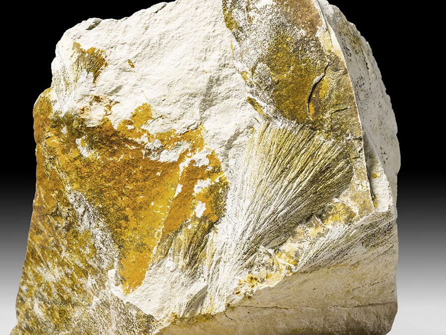 Strahlenkalke - Shatter Cones - zum Kaufen