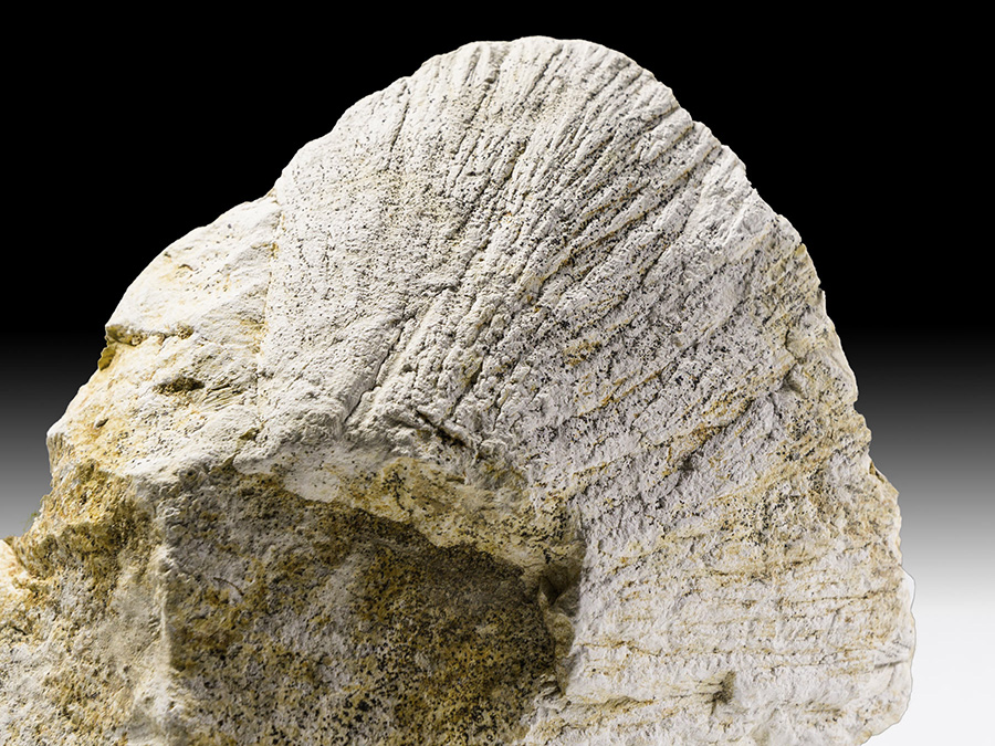 Strahlenkalke - Shatter Cones - zum Kaufen