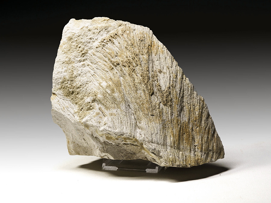 Strahlenkalke - Shatter Cones - zum Kaufen