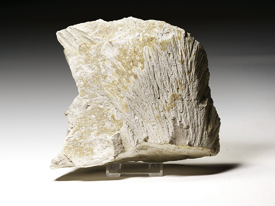 Strahlenkalke - Shatter Cones - zum Kaufen