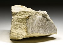 Impaktite (Suevit, Strahlenkalk, geschockte Belemniten) zum Kaufen