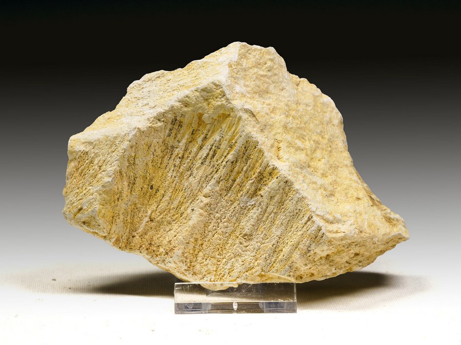 Strahlenkalke - Shatter Cones - zum Kaufen