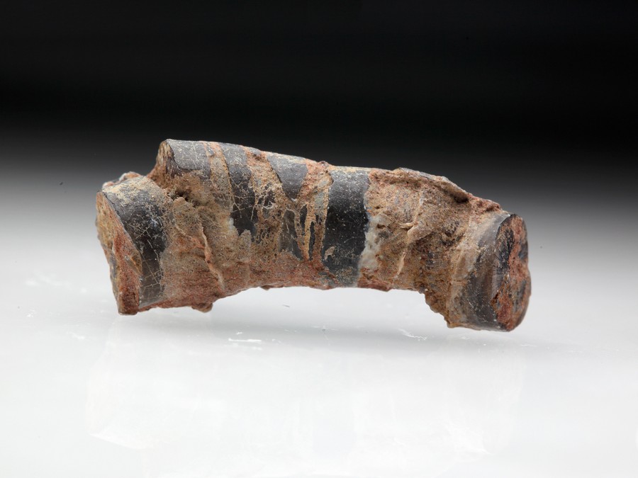 geschockte Belemniten zum Kaufen