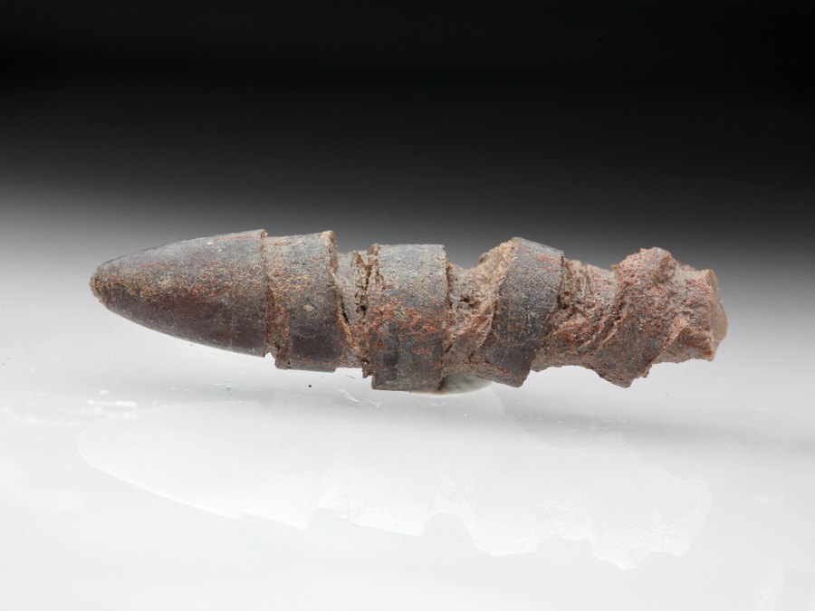 geschockte Belemniten zum Kaufen