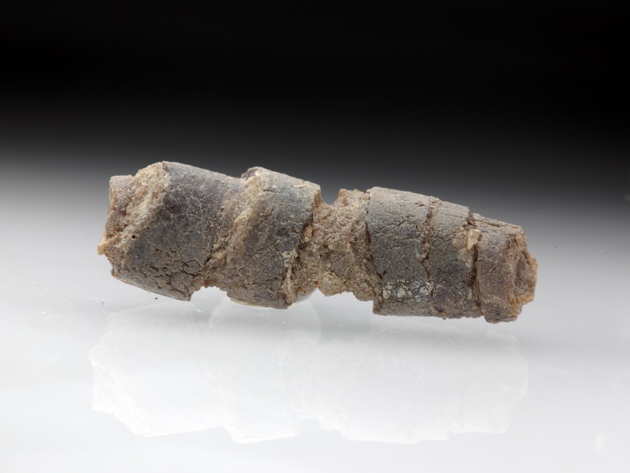 geschockte Belemniten zum Kaufen