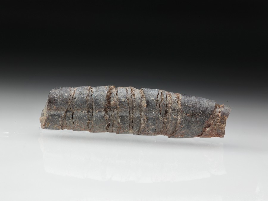 geschockte Belemniten zum Kaufen