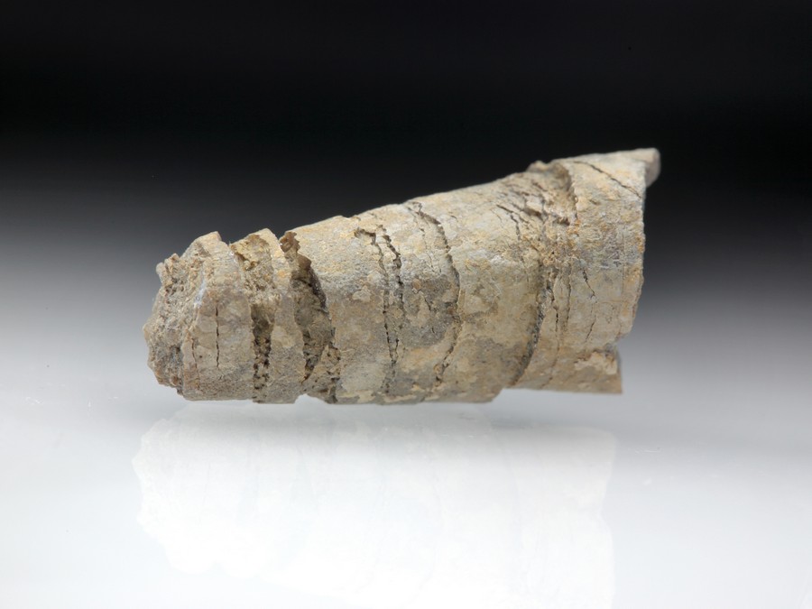 geschockte Belemniten zum Kaufen