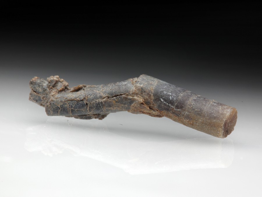 geschockte Belemniten zum Kaufen