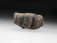 Impaktite (Suevit, Strahlenkalk, geschockte Belemniten) zum Kaufen