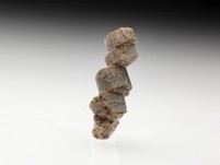 Impaktite (Suevit, Strahlenkalk, geschockte Belemniten) zum Kaufen