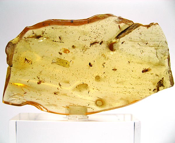 Dominikanischer Kopal mit Inklusen