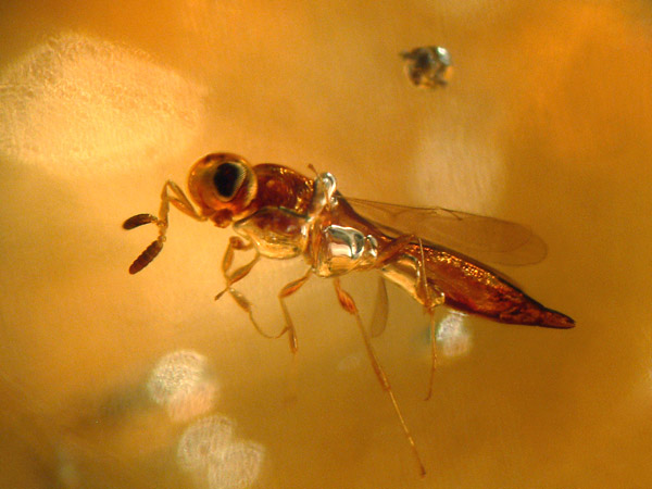 Dominikanischer Kopal mit Inklusen