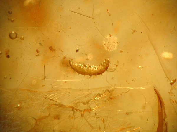 Dominikanischer Kopal mit Inklusen