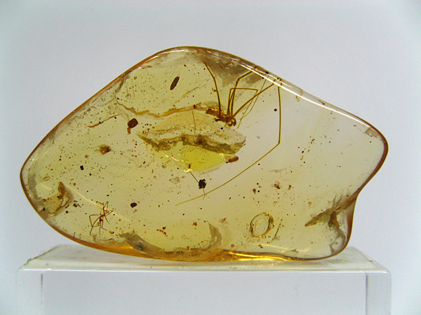 Dominikanischer Kopal mit Inklusen