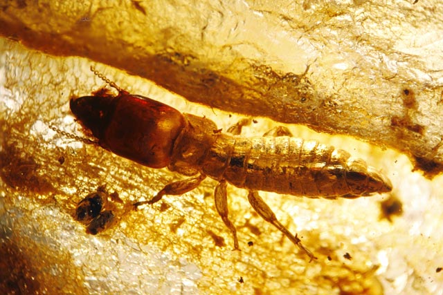 Dominikanischer Kopal mit Inklusen