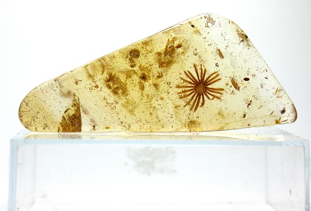 Dominikanischer Kopal mit Inklusen