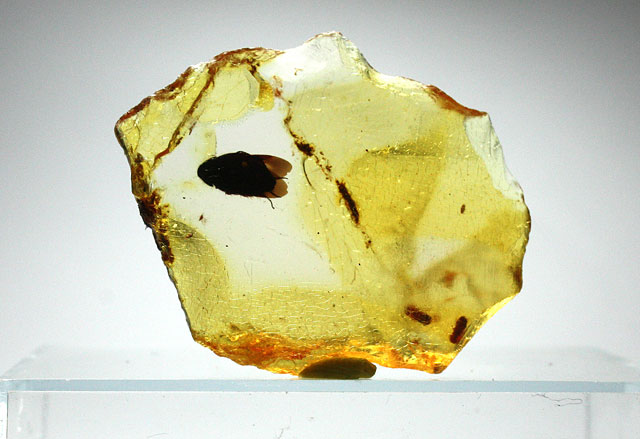 Dominikanischer Kopal mit Inklusen