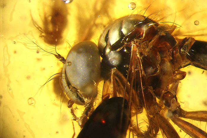 Dominikanischer Kopal mit Inklusen