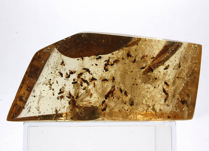 Dominikanischer Kopal mit Inklusen