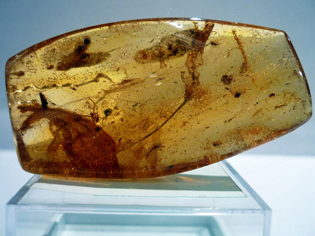 Dominikanischer Kopal mit Inklusen