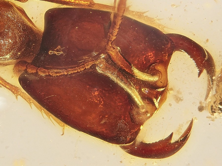 Kopale aus Madagaskar mit Inklusen zum Kaufen