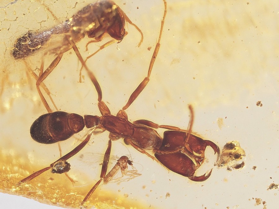 Kopale aus Madagaskar mit Inklusen zum Kaufen