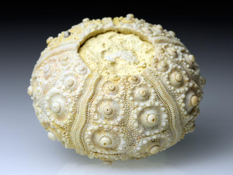 Korallen und Seeigel aus Nattheim