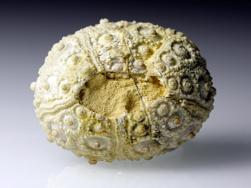 Korallen und Seeigel aus Nattheim