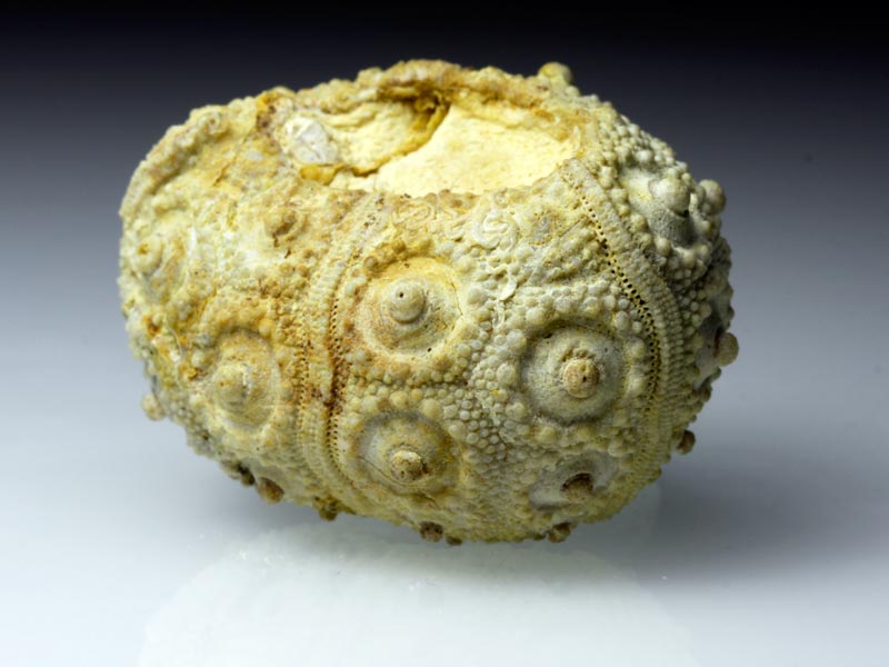 Korallen und Seeigel aus Nattheim