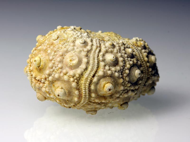 Korallen und Seeigel aus Nattheim