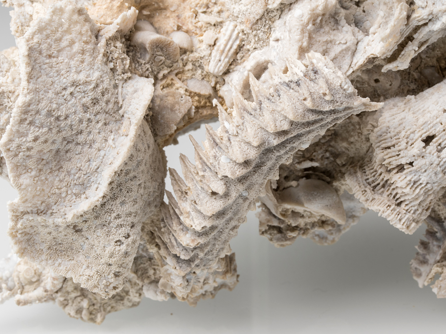 Korallen aus dem Jura von Nattheim