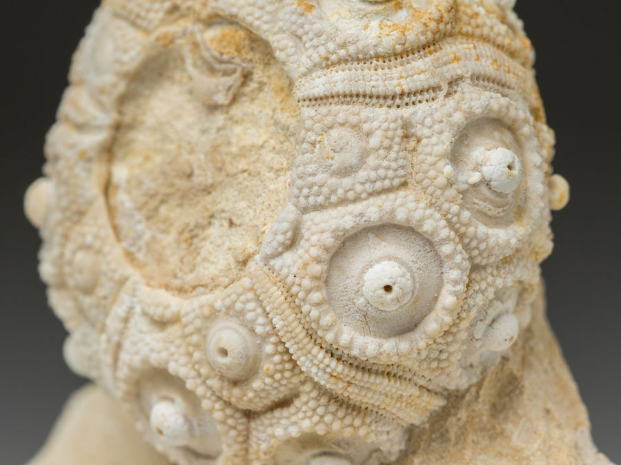 Korallen und Seeigel aus Nattheim